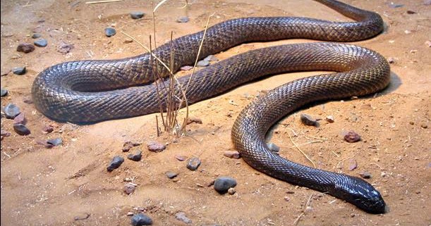 Hissss Hissss Shoot - Afuni's Knowledge Hub