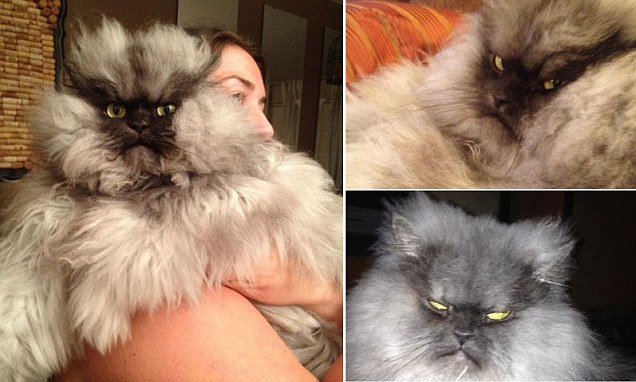 Welcome To Kzel's Blog: Meet The World's Angriest Cat