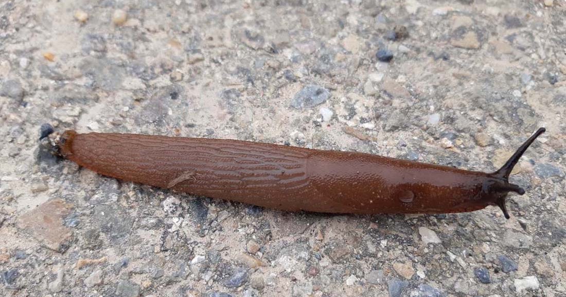 MILAGRO Natura: BABOSA TERRESTRE