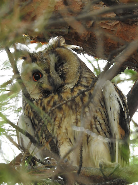 Las Aves del Retiro (sin ir más lejos...): Buho Chico (2)