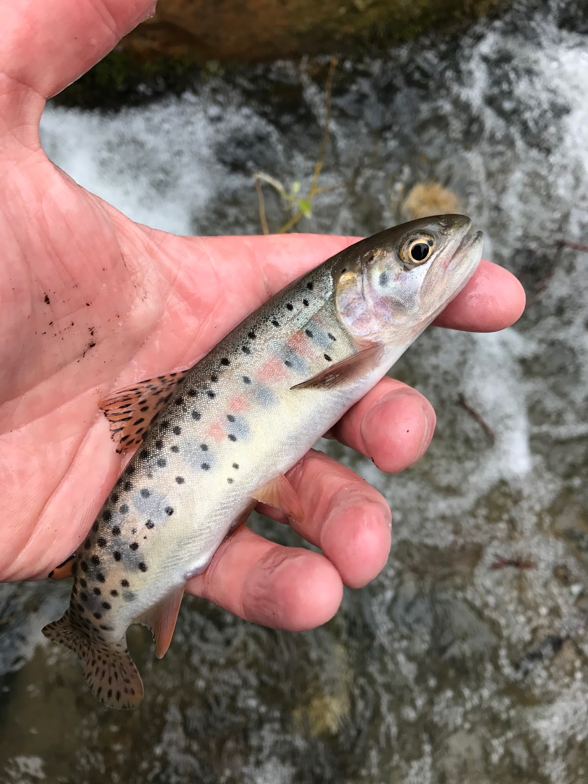 Teton Tenkara: High Water, Rain, and Trout
