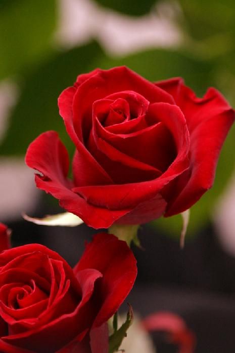 Pure Rose | Garden Ideas