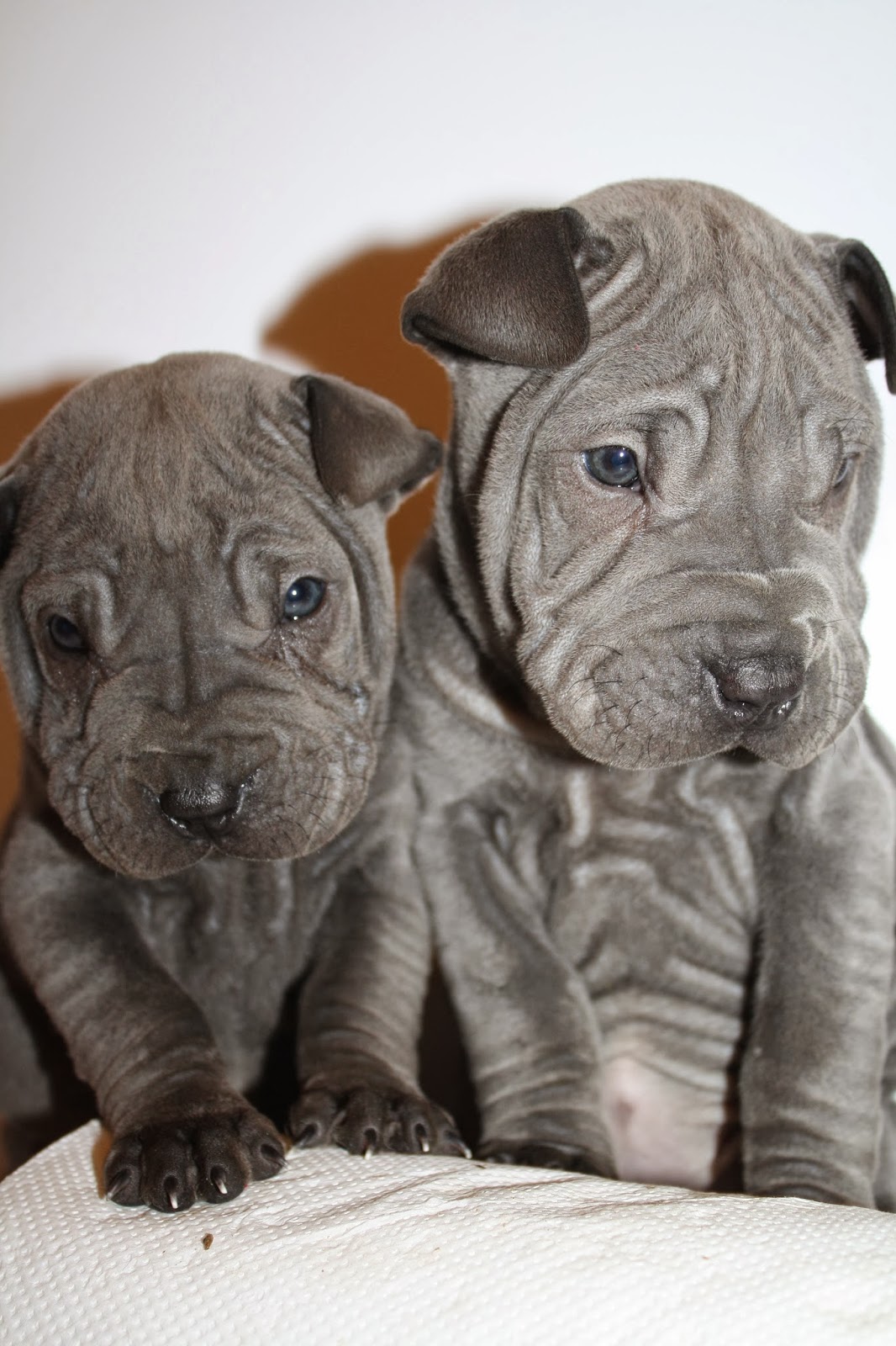 Pedigree Dogs Exposed - The Blog: Shar-pei - the eyes have it