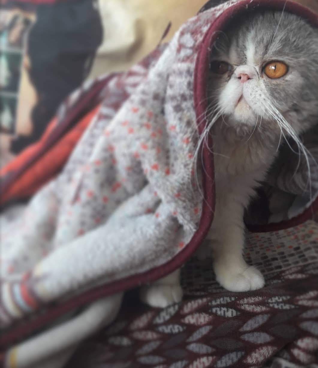 Luxen: un persa exótico : Características del persa exótico