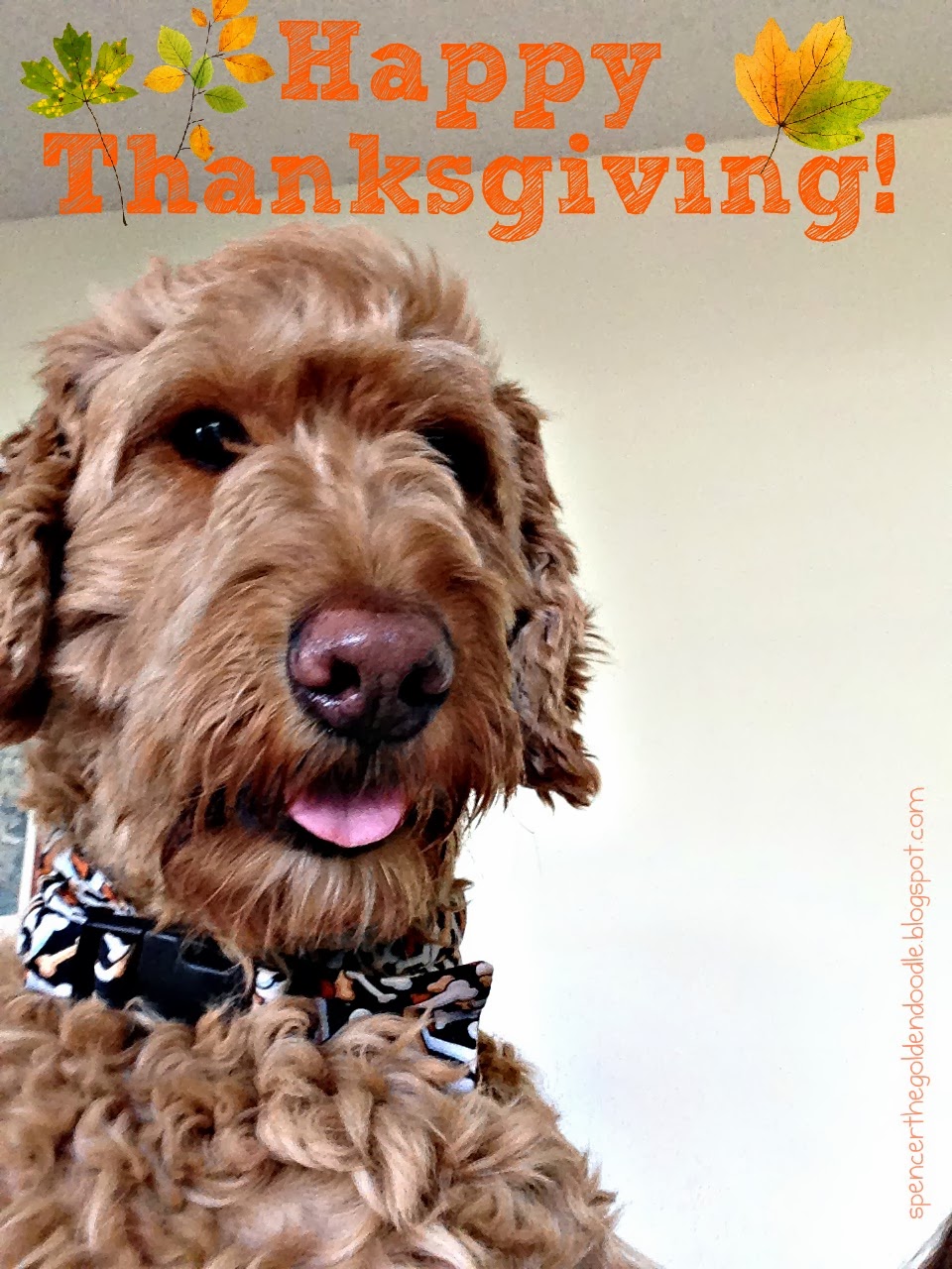Spencer the Goldendoodle: This n That: Happy Thanksgiving!