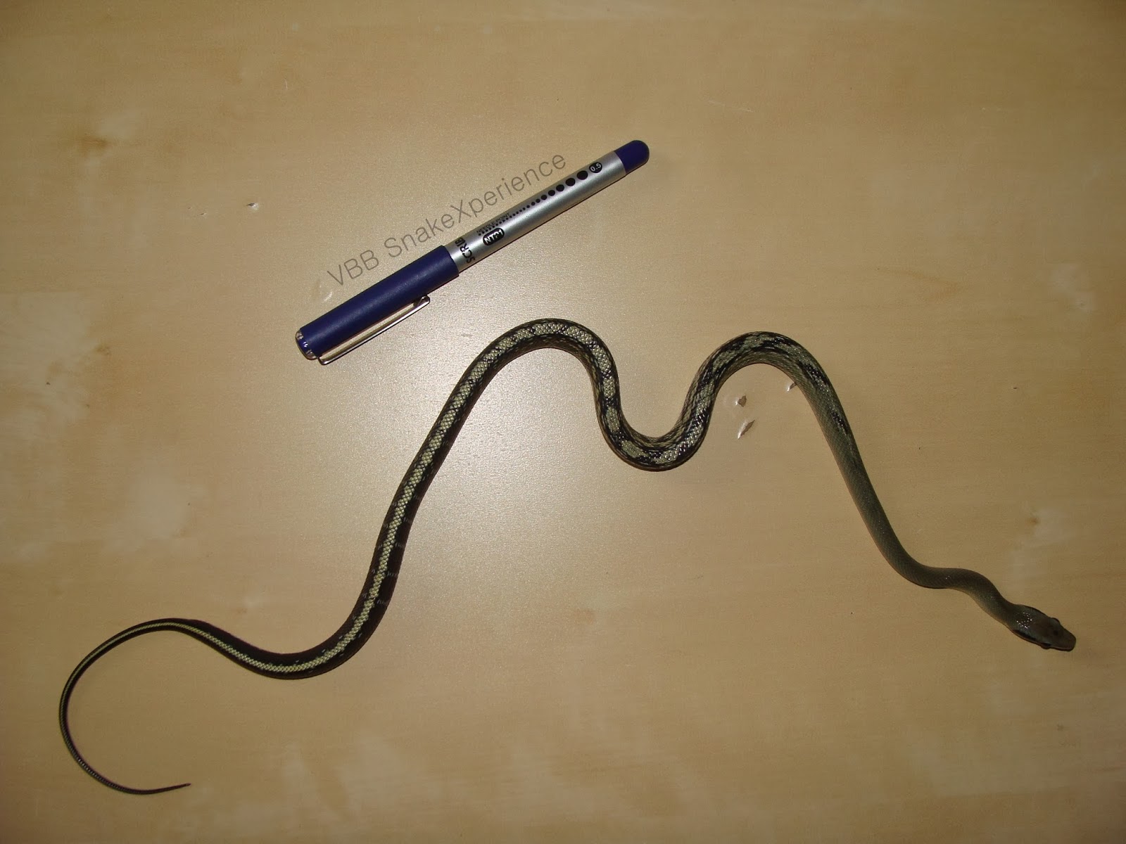 The Vietnamese Blue Beauty snake blog: How to measure your snake?