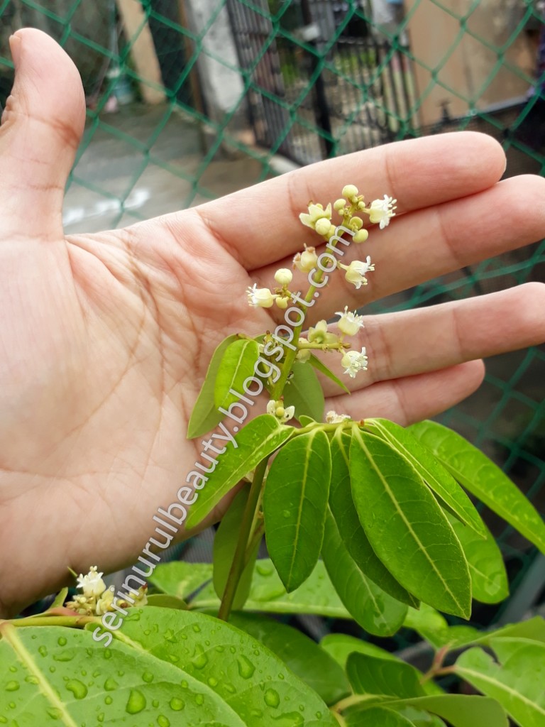 Healthy Nurul Beauty: Flowers to longan tree