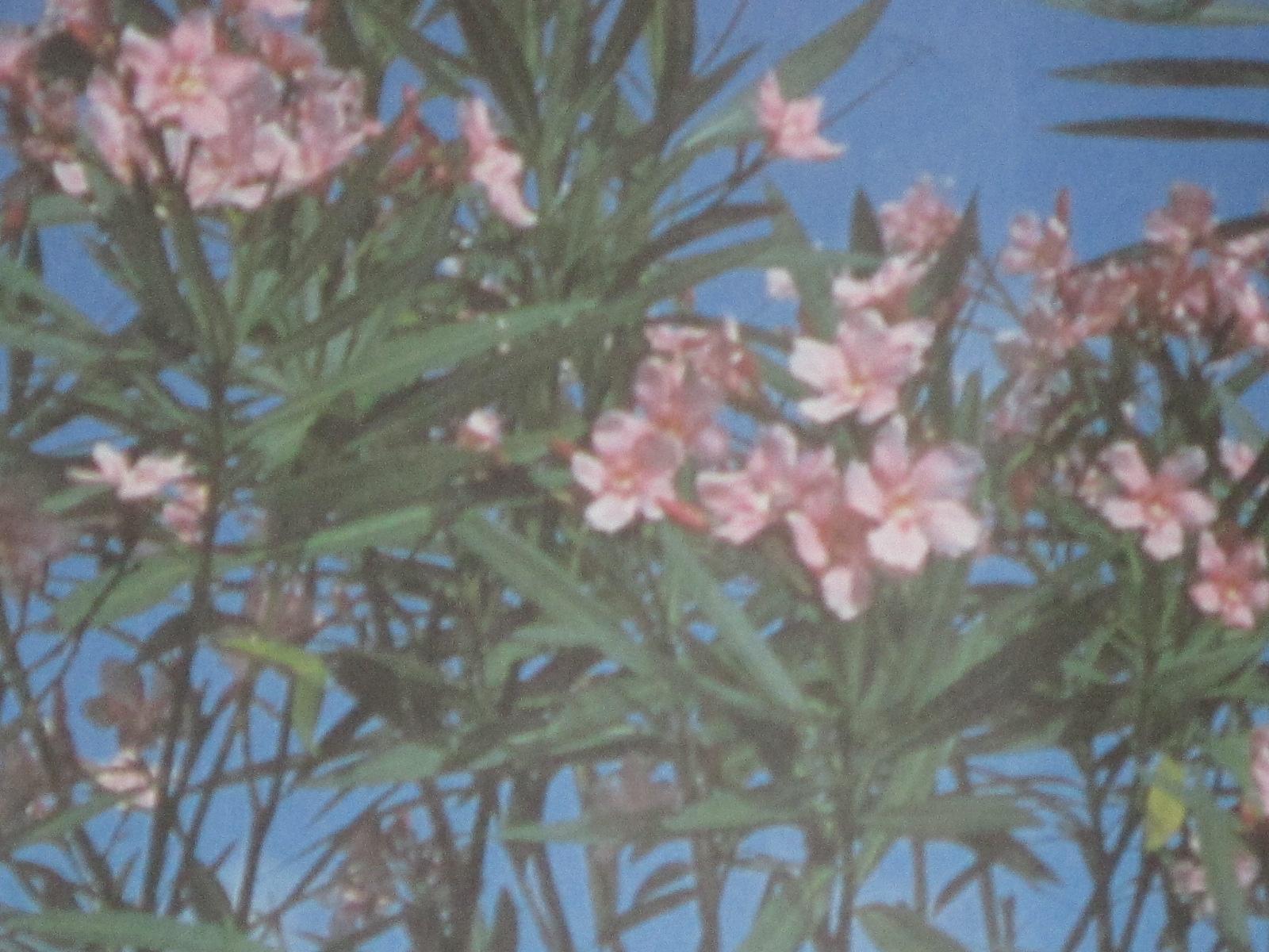 herbal leaves, herbal medicine plants and treatments: March 04, 2012