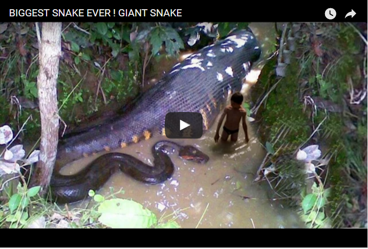 BIGGEST SNAKE ! GIANT SNAKE ATTACKS [....] ~ New Zealand Document