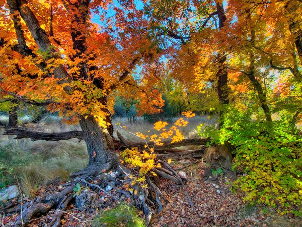 PHOTO PORTER: Stock free photos, Free images photos, Photo stock images