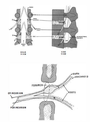 tissue sites of pain origin