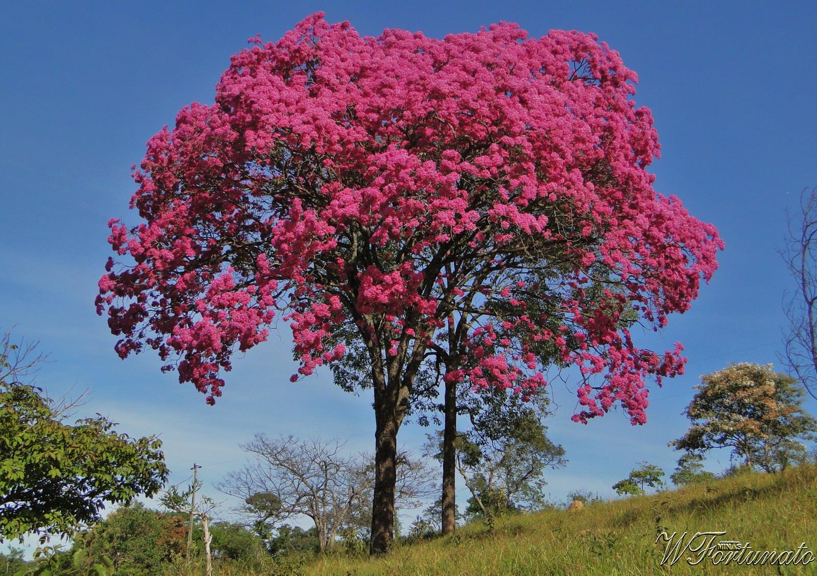 A florada do Ipê Roxo-rosado - Conheça Minas