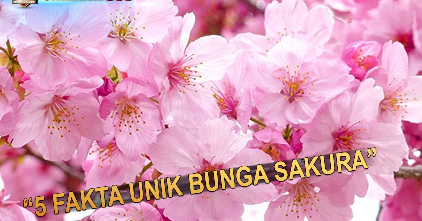 5 Fakta Unik Bunga Sakura yang Wajib Diketahui ~ Blog Sahabat303