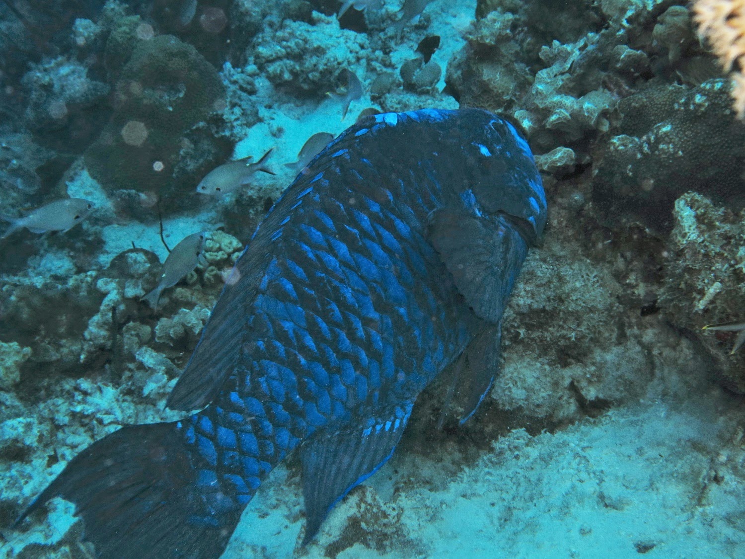 Rambling Jill: Midnight parrotfish
