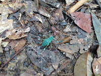 TRAVELOG: GUNUNG KEMERLONG SIK KEDAH : Cabaran Pacat...Boleh cuba KEDA ...