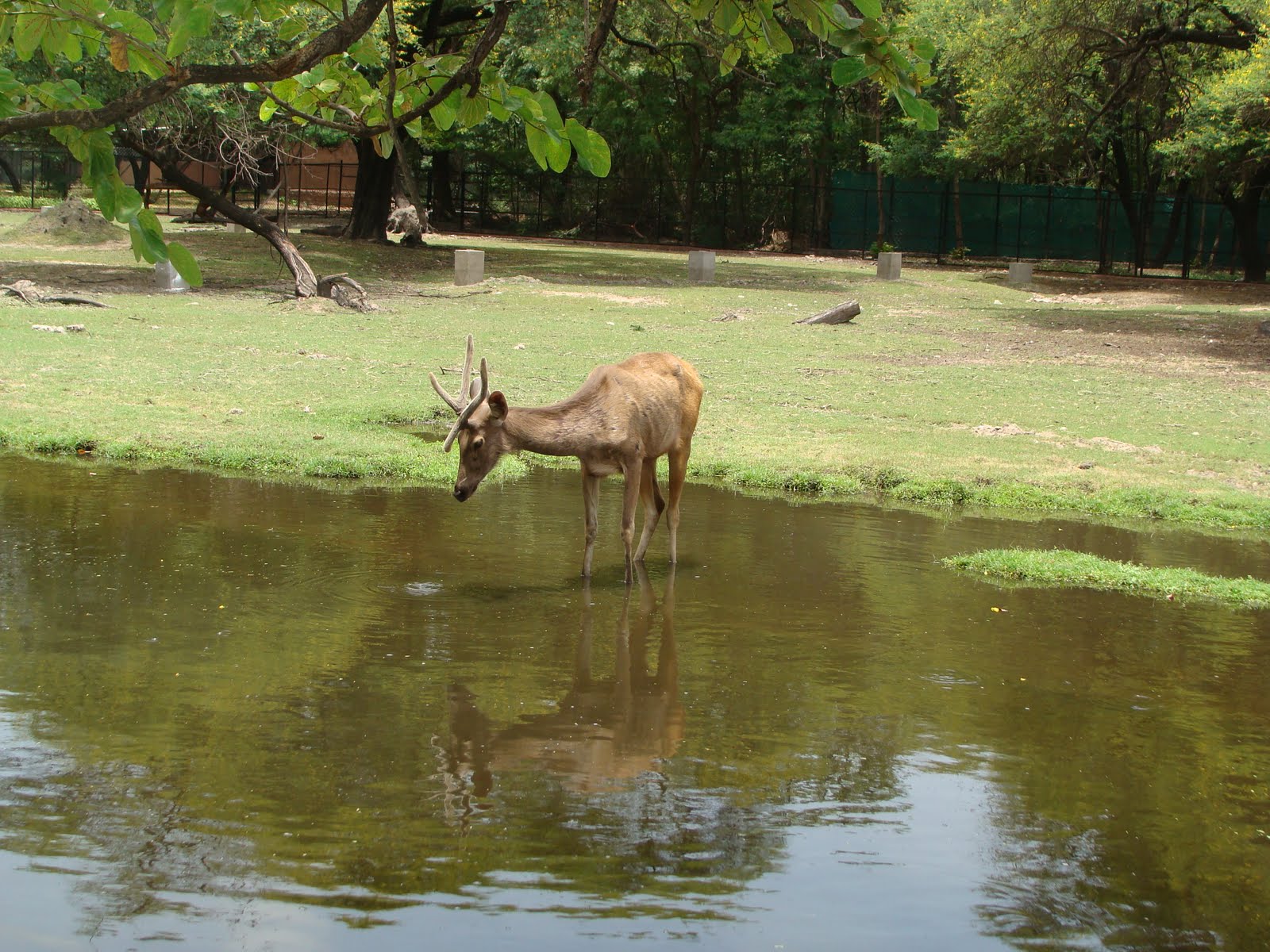 INDIA BACKPACKER: Nehru Zoological Park, Hyderabad