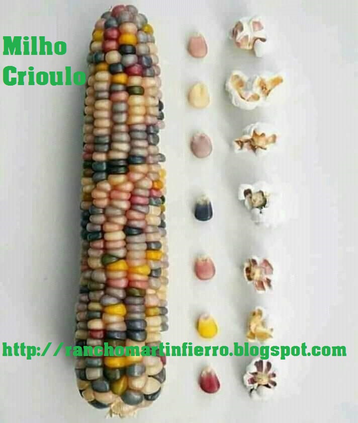 Rancho Martin Fierro: Tipos de milho