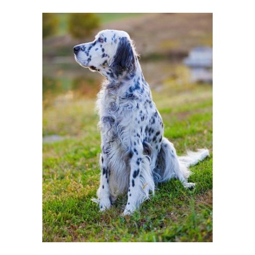 Caine alb cu pete negre cu par lung pe picioare - 10 Litere PixWords ...