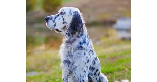 Caine alb cu pete negre cu par lung pe picioare - 10 Litere PixWords ...