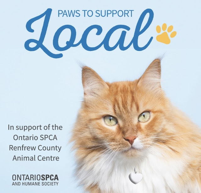 Helping holiday paws: Support local businesses & animals in need during ...