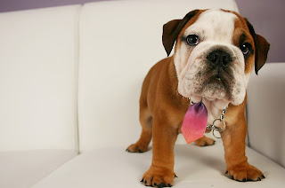 Comportamiento animal : Serie razas caninas o razas de perros - Perro ...