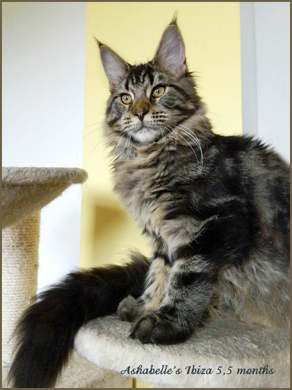 Maine coon cattery Ashabelle*Pl - News