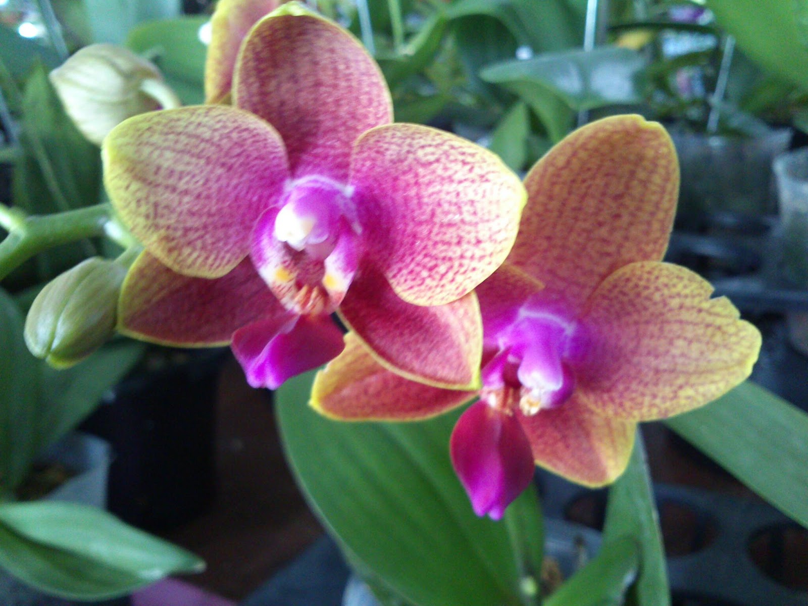 karya ku : paridah ishak: BUNGA ANGGERIK..