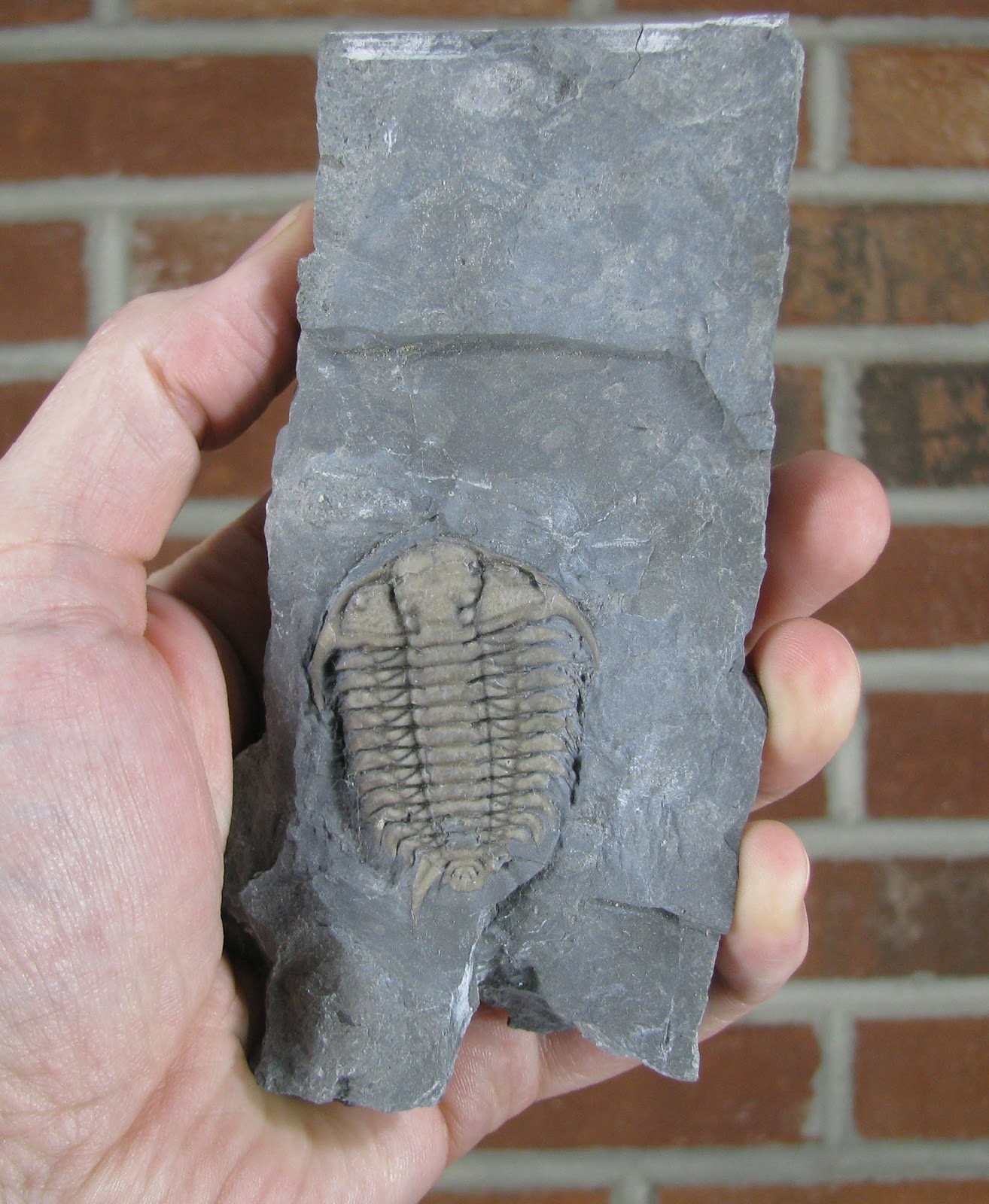 Views of the Mahantango: Ceraurus globulobatus Trilobite from the ...