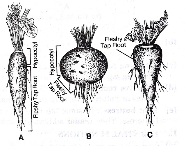 Botanica: MORPHOLOGY OF ROOT