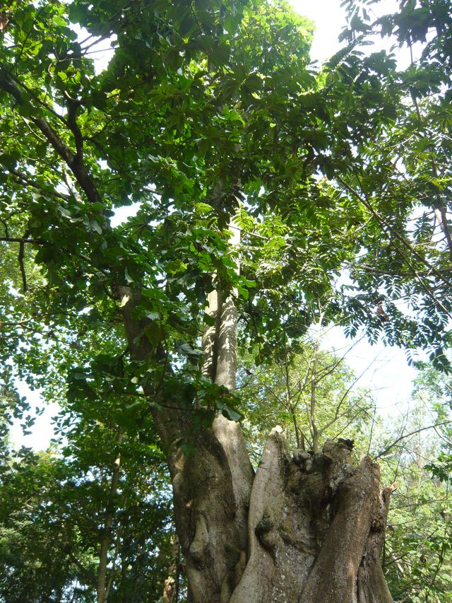 Cotonou et nous et nous et nous: Vaudoun et Fâ