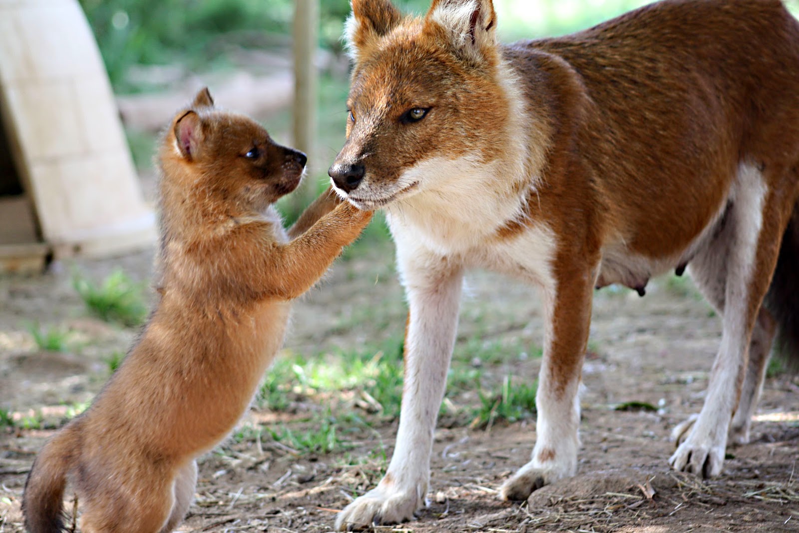 Endangered Species : Dhole