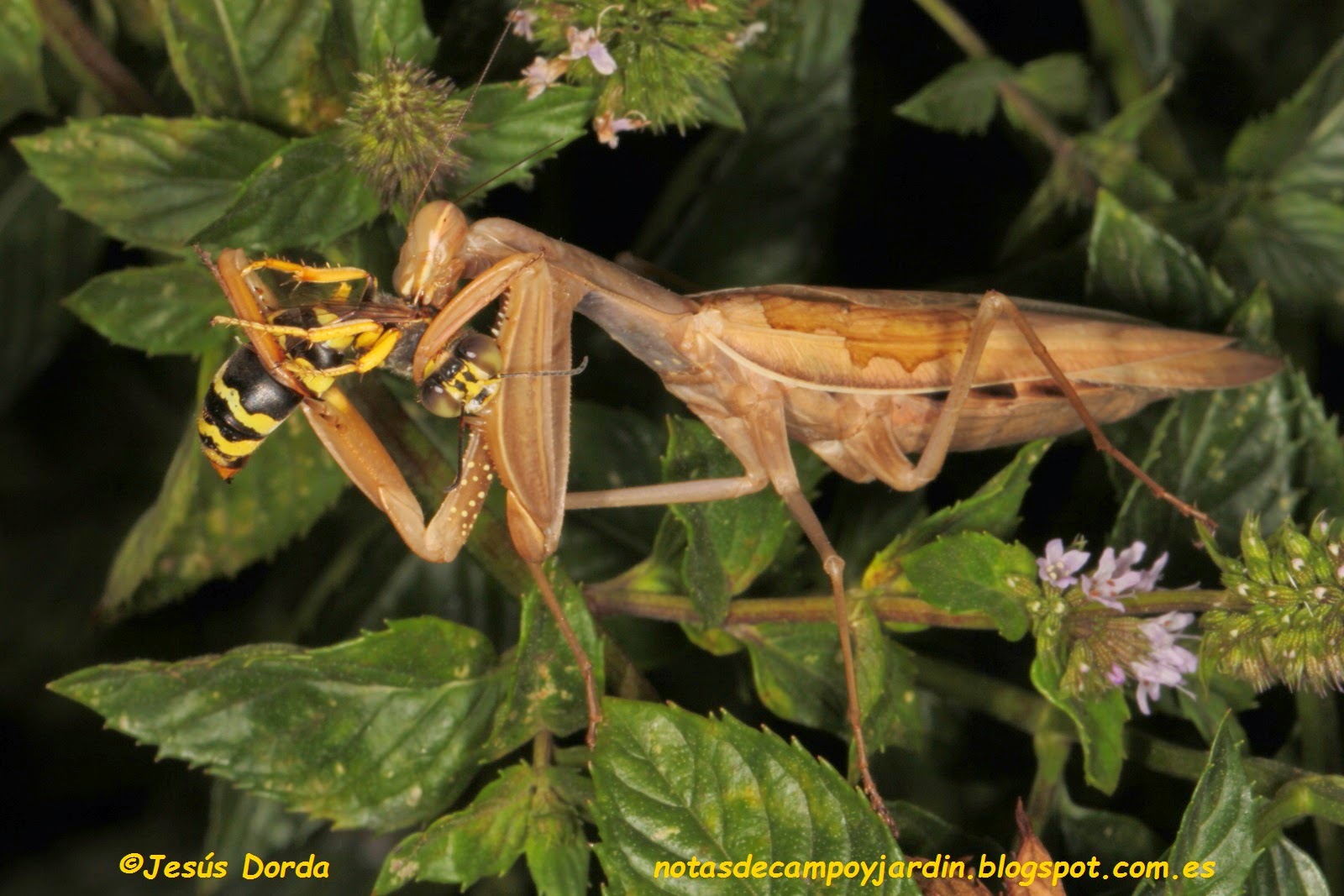 Insectos: Mantodea