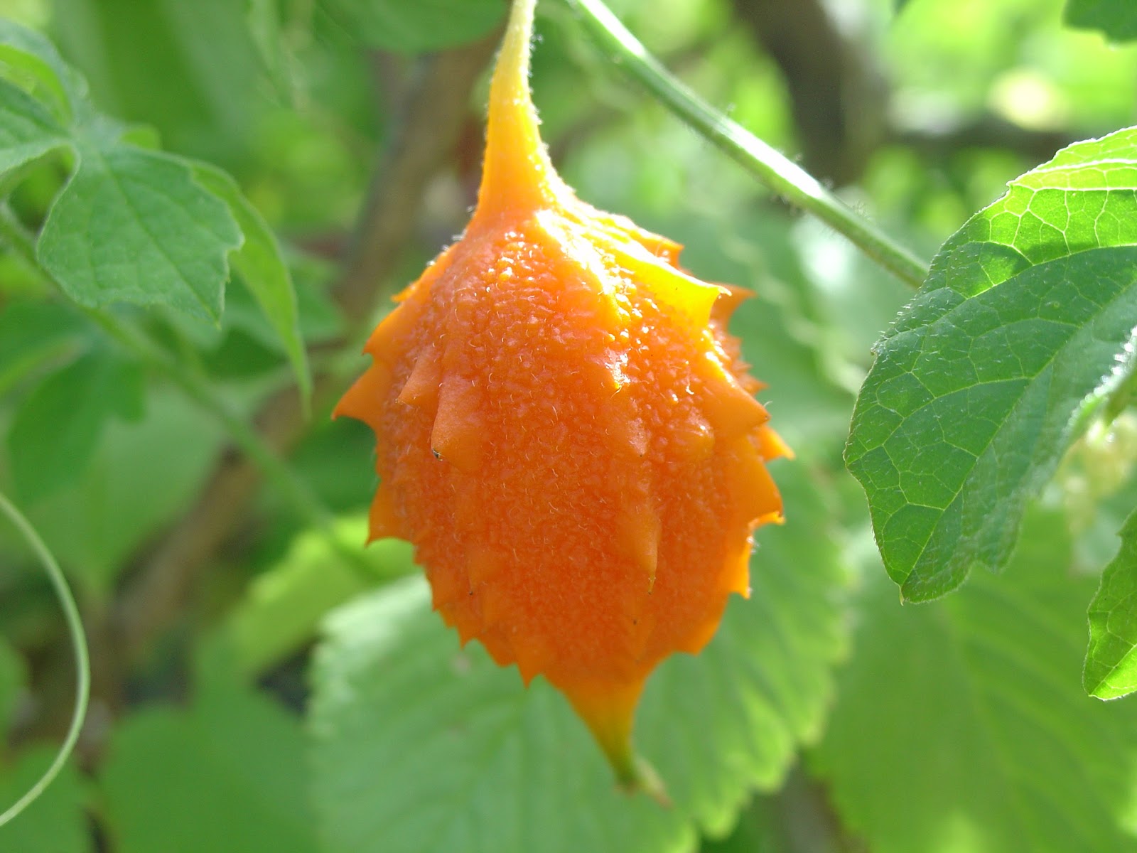 Medicinal Plants at Pura Vida Spa & Yoga Retreat: Bitter Melon (Sorosi)
