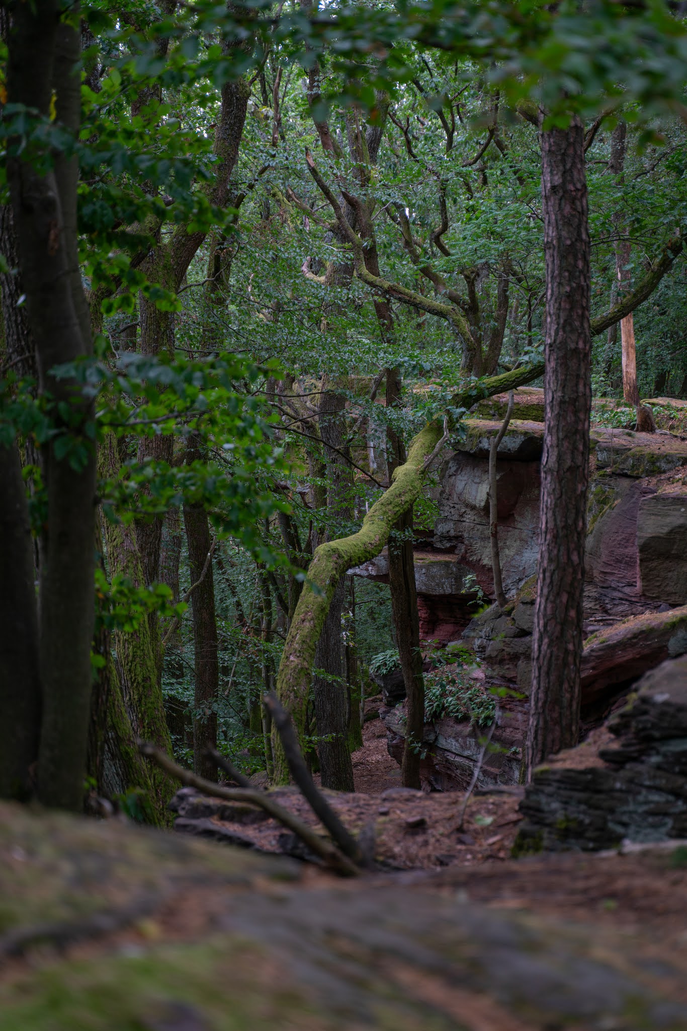 Kalmit-Felsenmeer-Tour | Maikammer | Wanderung Südliche Weinstraße