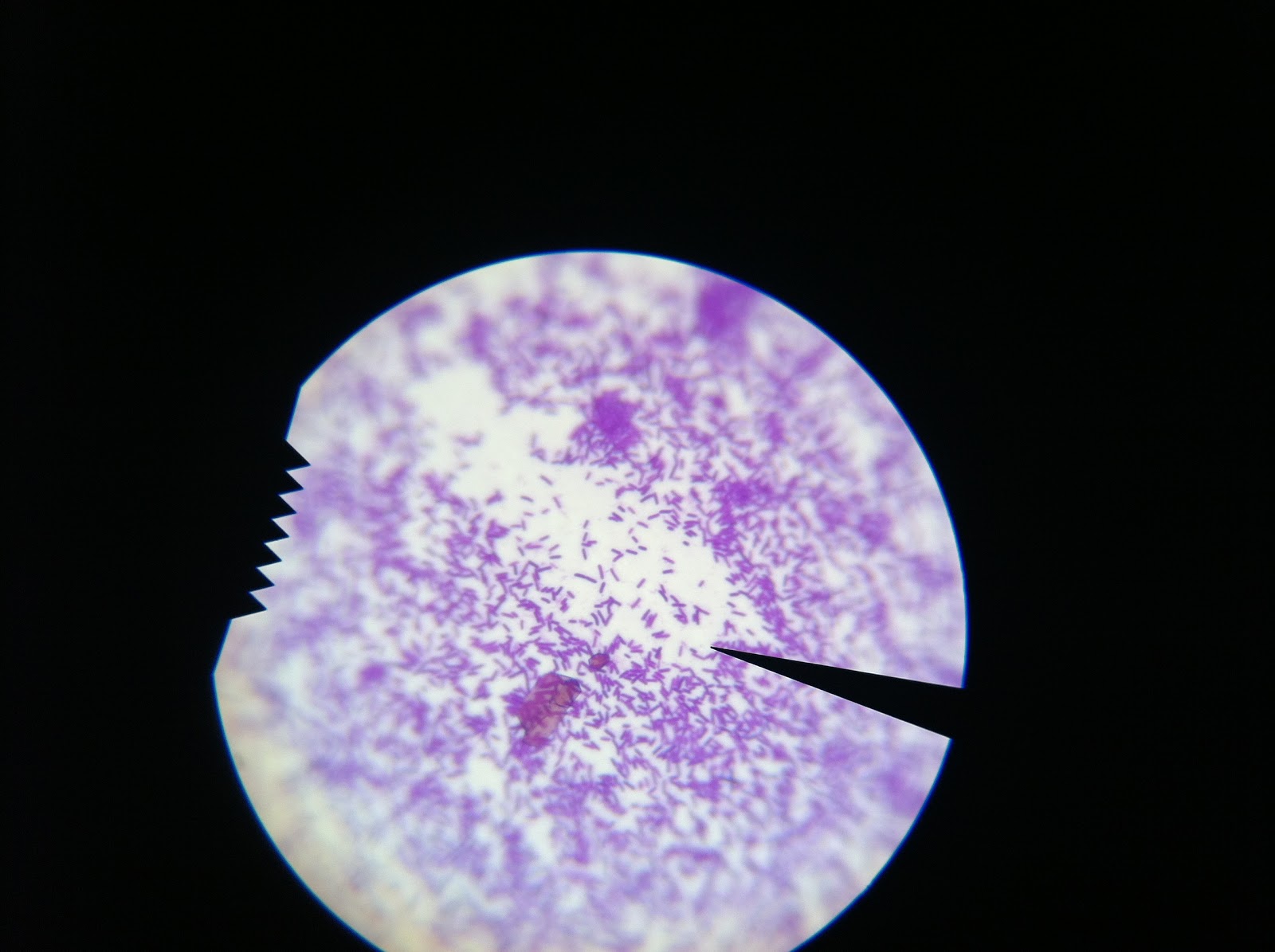 The Mini Micro Blog: Lab Monday May 20 and Tuesday May 21