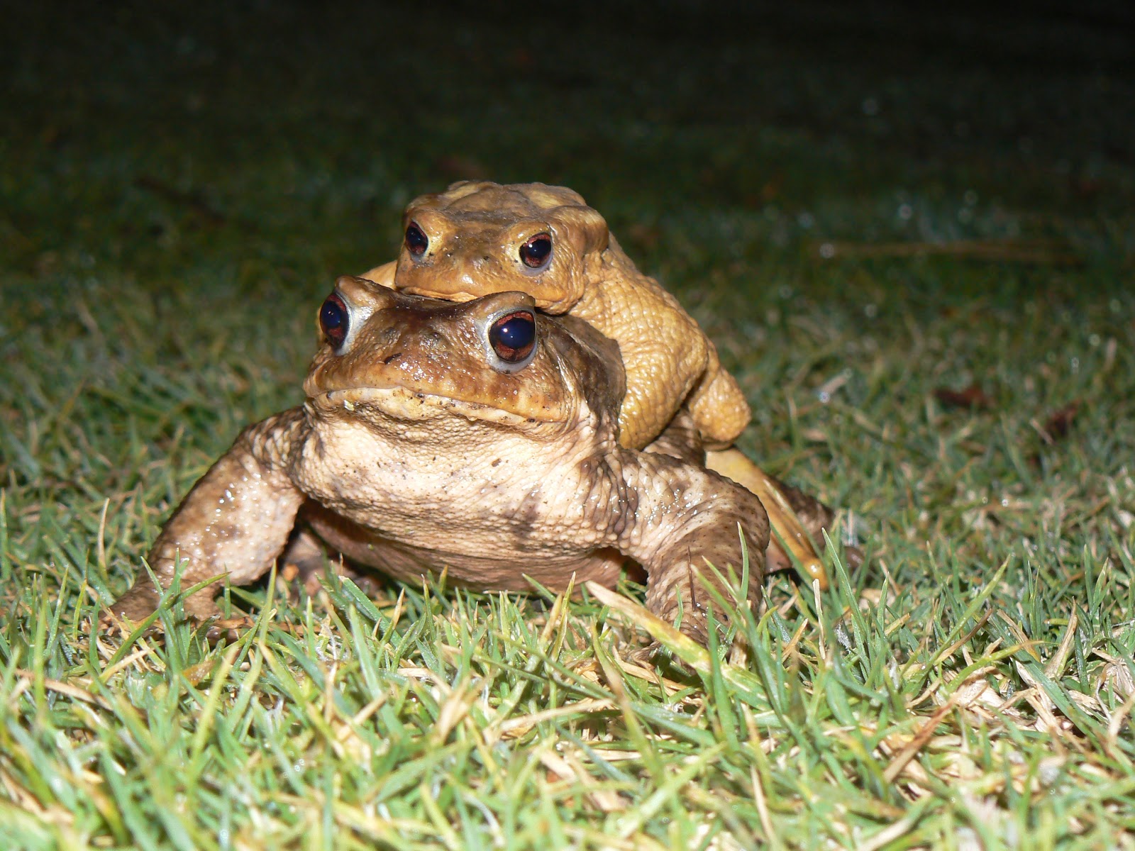 Observando la vida.: Sapos.