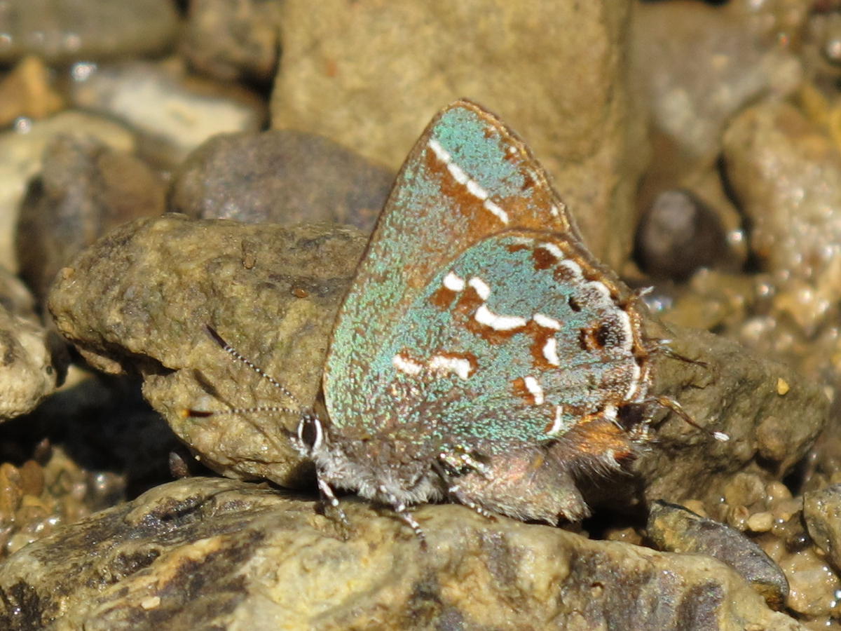 Blue Jay Barrens: Butterflies - Early April