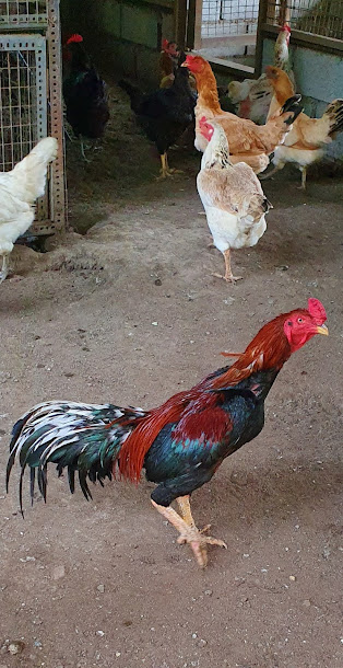 Warisan Petani: Induk Ayam Gajah