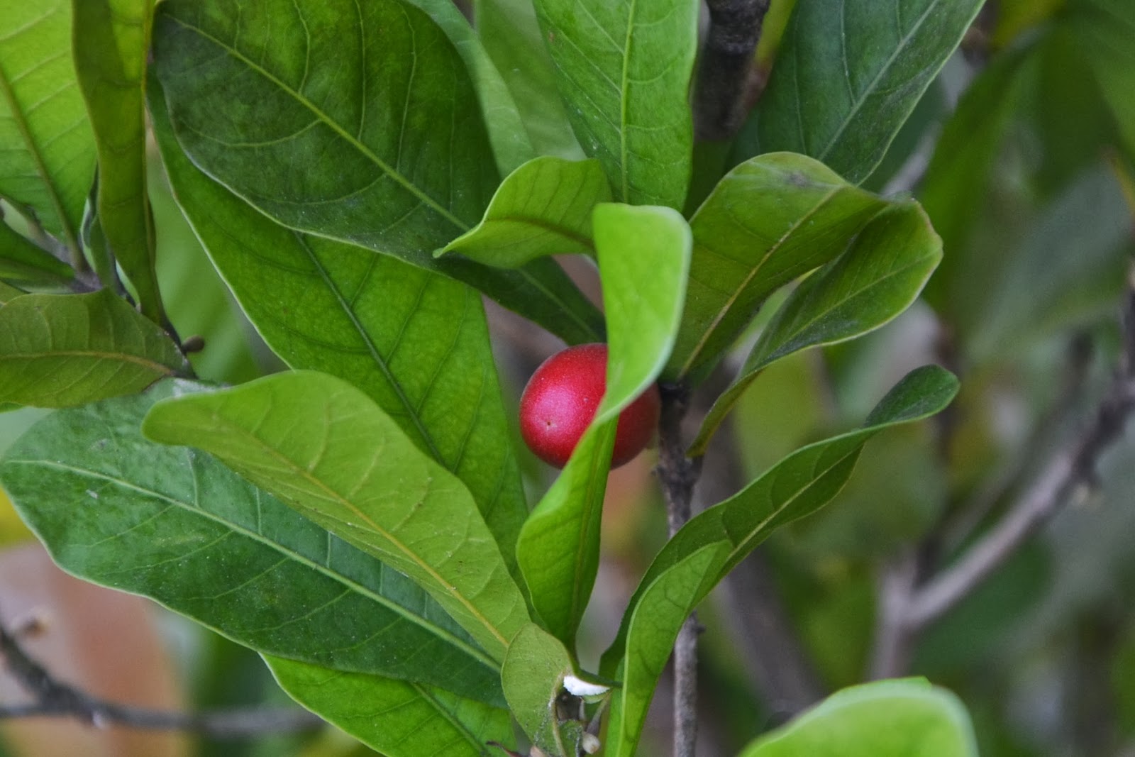 My little vegetable garden: Seven red fruits, magical.