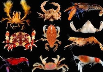 Pengertian Arthropoda, Crustacea, Insekta, Chilopoda, Diplopoda dan ...