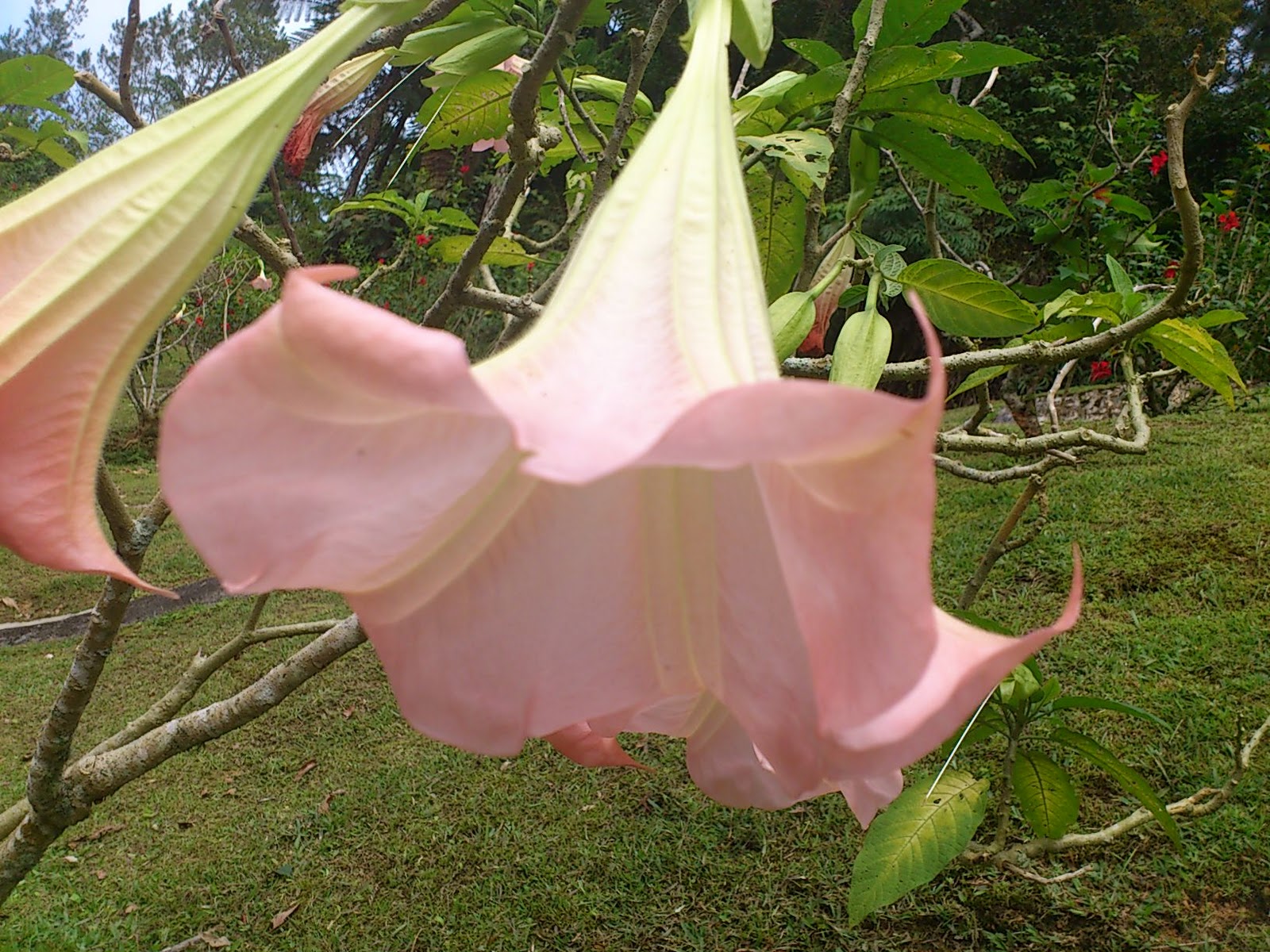 Bermula Ceritaku : Wordless Wednesday #2-Bunga Loceng