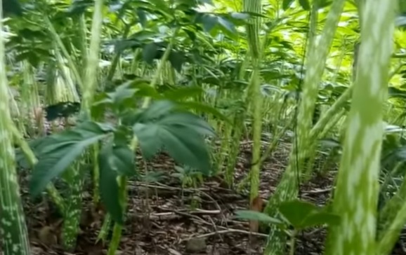 Anim Agro Technology: PORANG - TANAMAN UMBISI BERPOTENSI (Part 2)