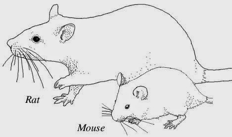 Cara Merawat Hewan Peliharaanmu: Perbedaan antara Mencit (Mus Musculus ...