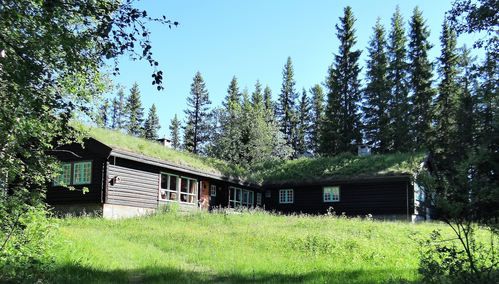 sunshinecoastbirds: Europe Part 8 - Birding Norway's Mountains ...