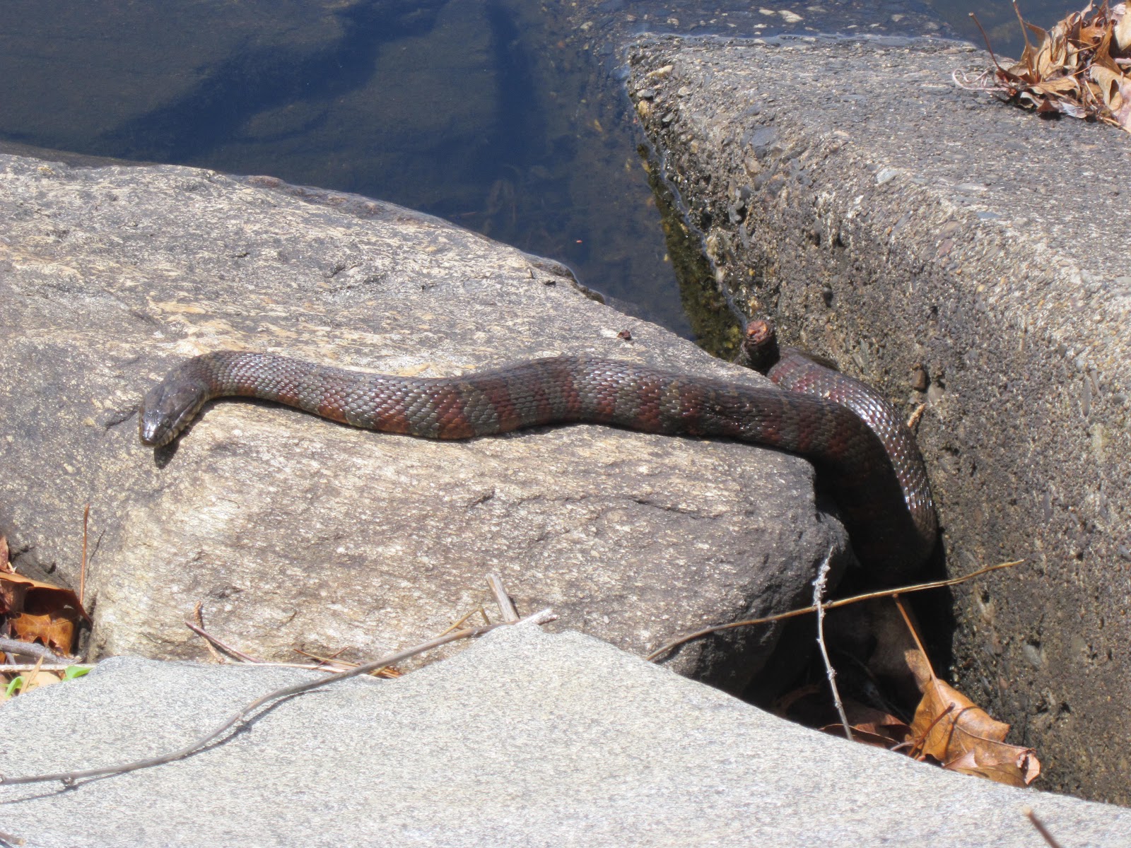Southern New England Outdoor and Nature Site: Northern Water Snake