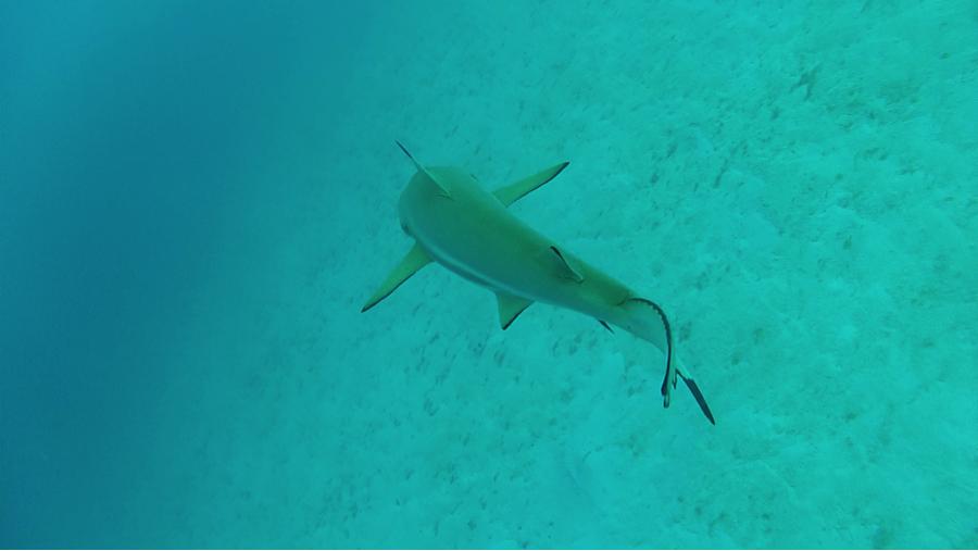 Heithaus Lab Blog: Moorea Reef Sharks Day 7: shark cam trial