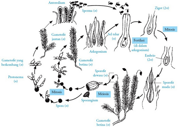 TUMBUHAN LUMUT (BRYOPHYTA) ~ MATERI DAN SOAL IPA UNTUK SMA