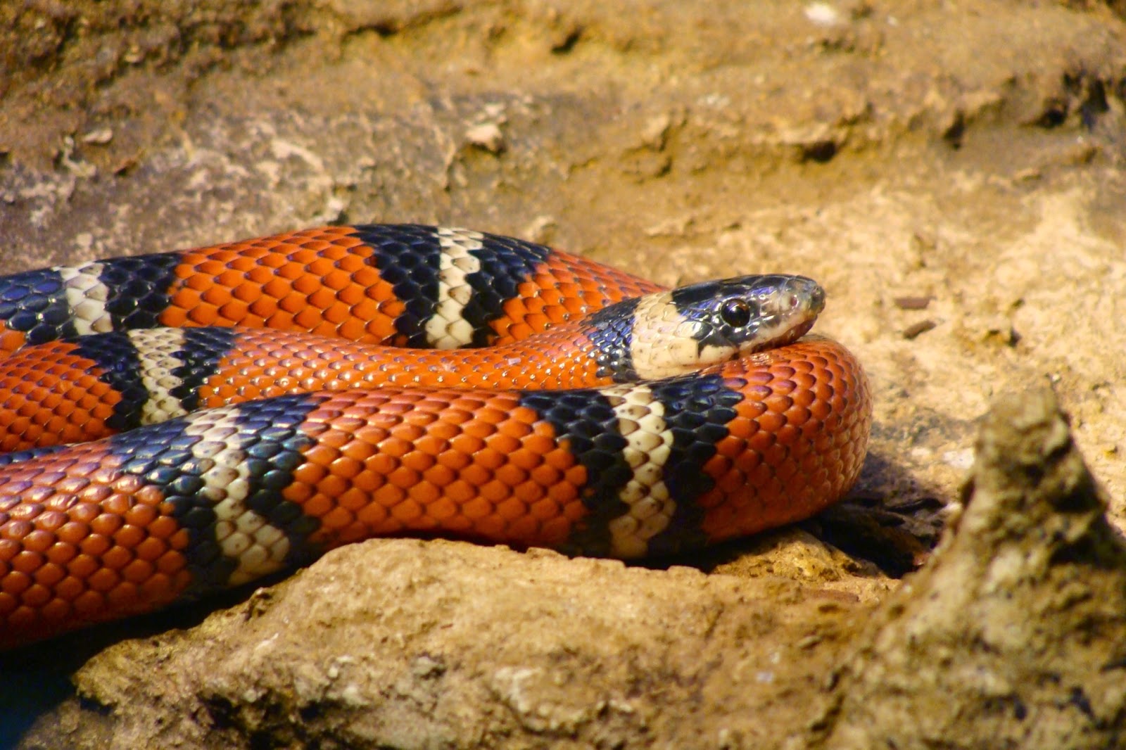 SERPIENTES DE AMERICA