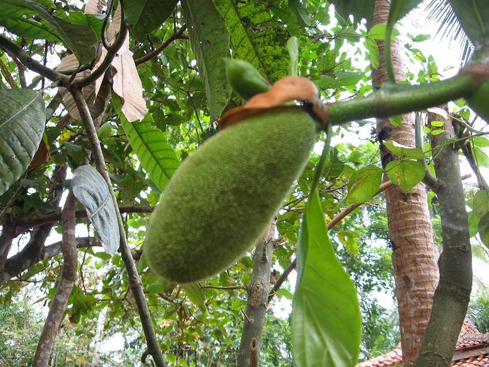 Istilah-istilah Tatangkalan Dina Basa Sunda | Carita Sunda