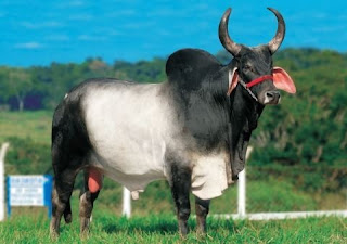 Peternakan Sang Thothon: Bangsa-Bangsa Sapi Bos Indicus